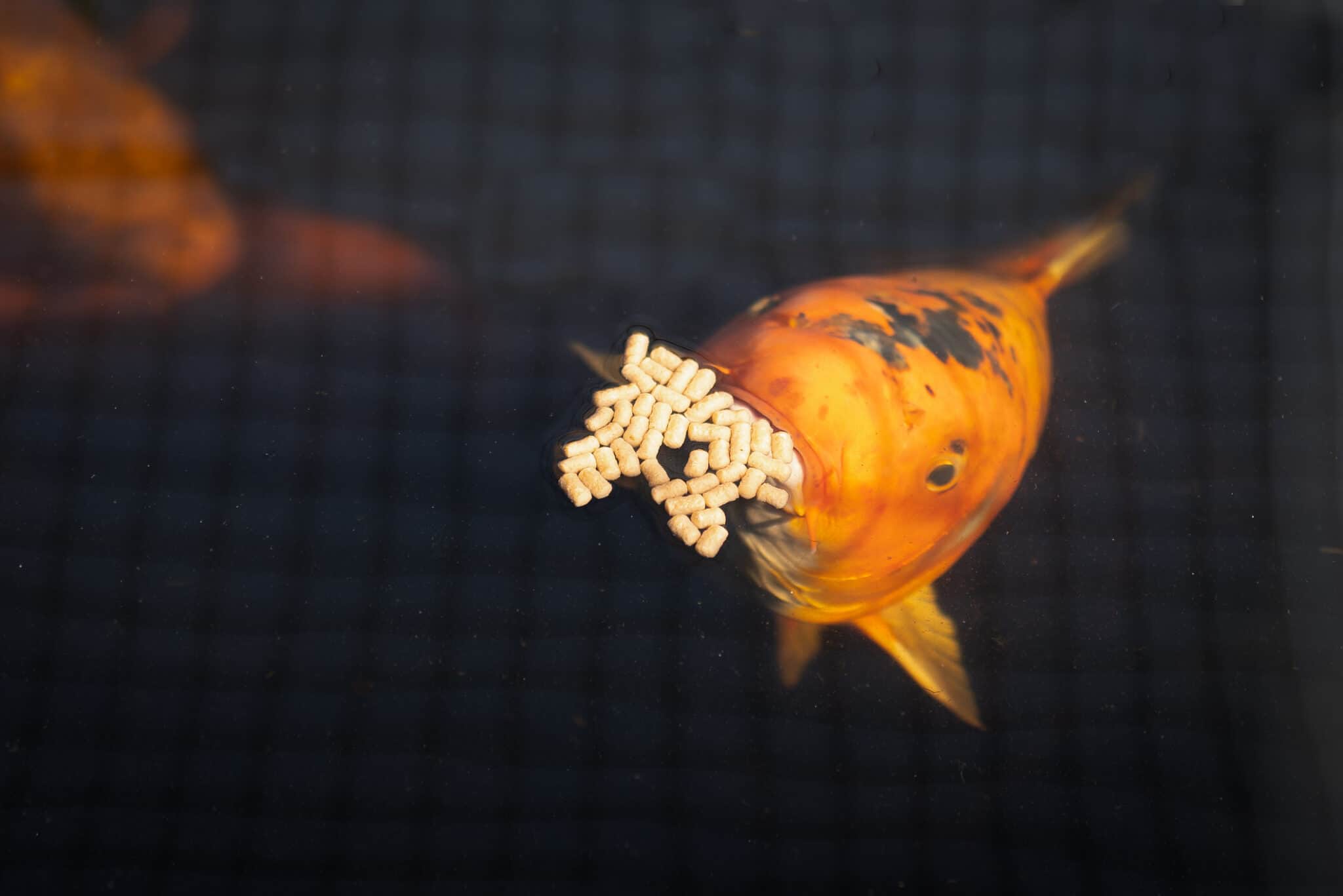 7 Steps To Winterizing Your Koi Pond Pond Heaven